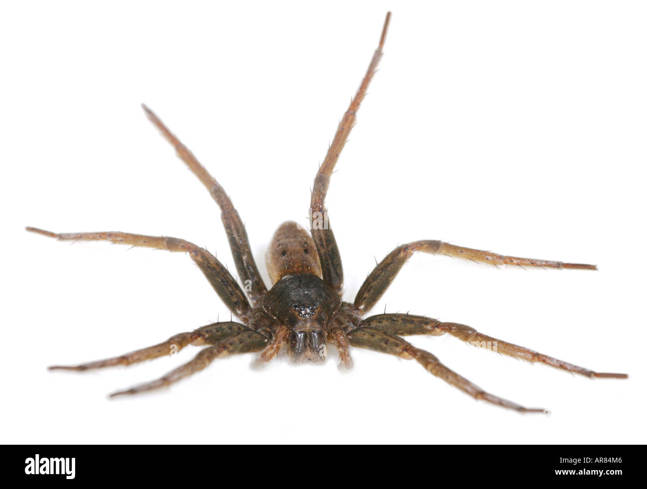 Fen raft spiders Cut Out Stock Images & Pictures - Alamy