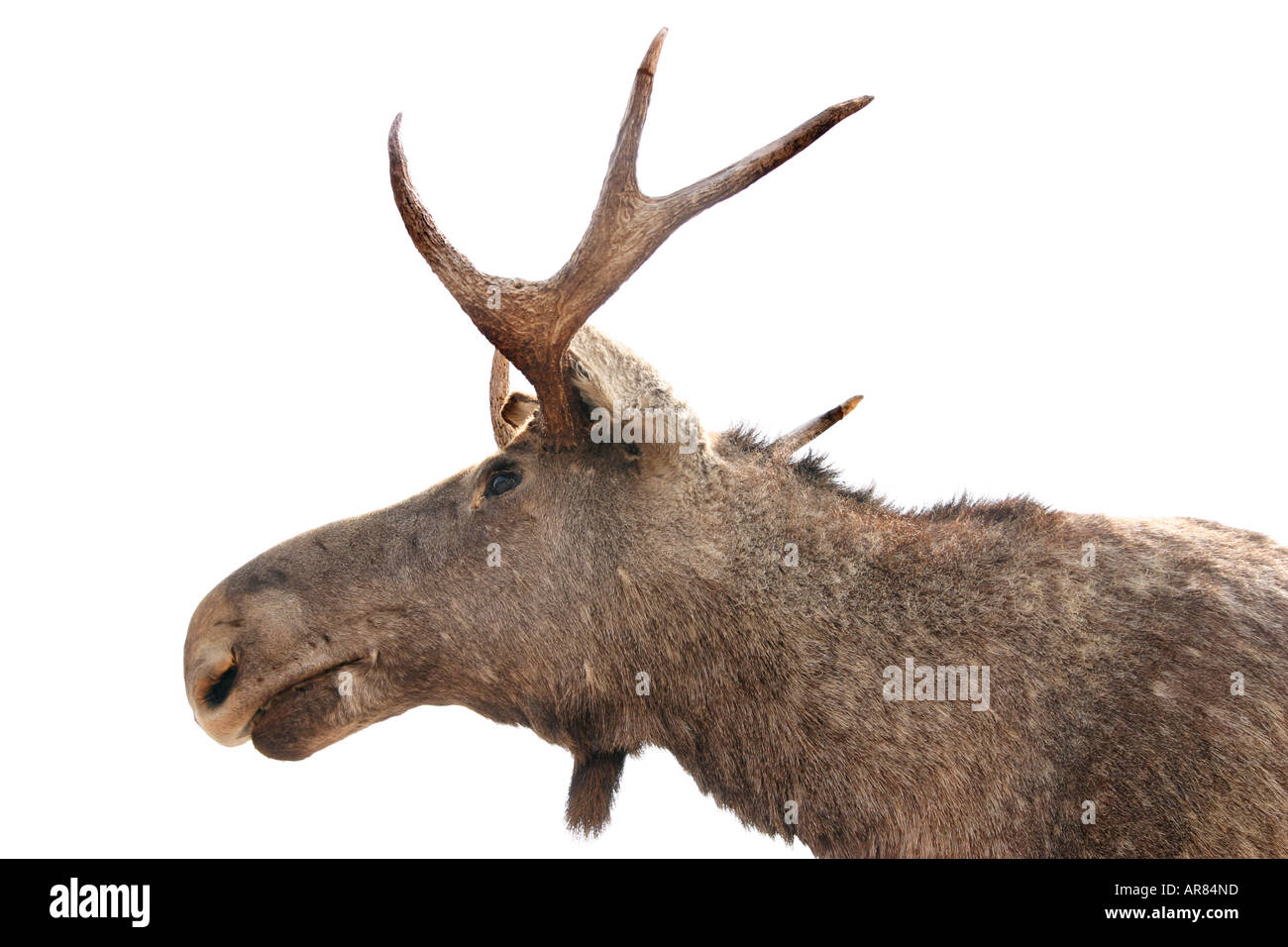 Moose head hi-res stock photography and images - Alamy