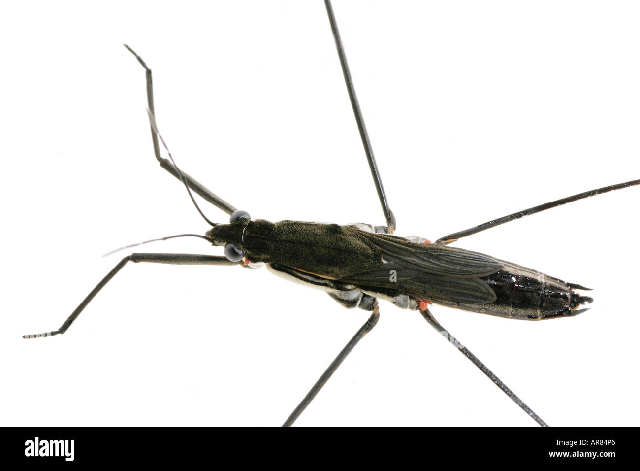 Water Strider also called Skipper on white background Stock Photo - Alamy