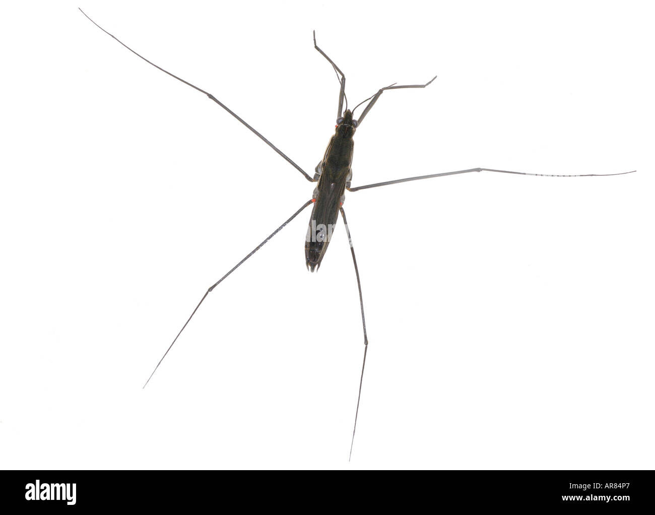 Water Strider also called Skipper on white background Stock Photo - Alamy