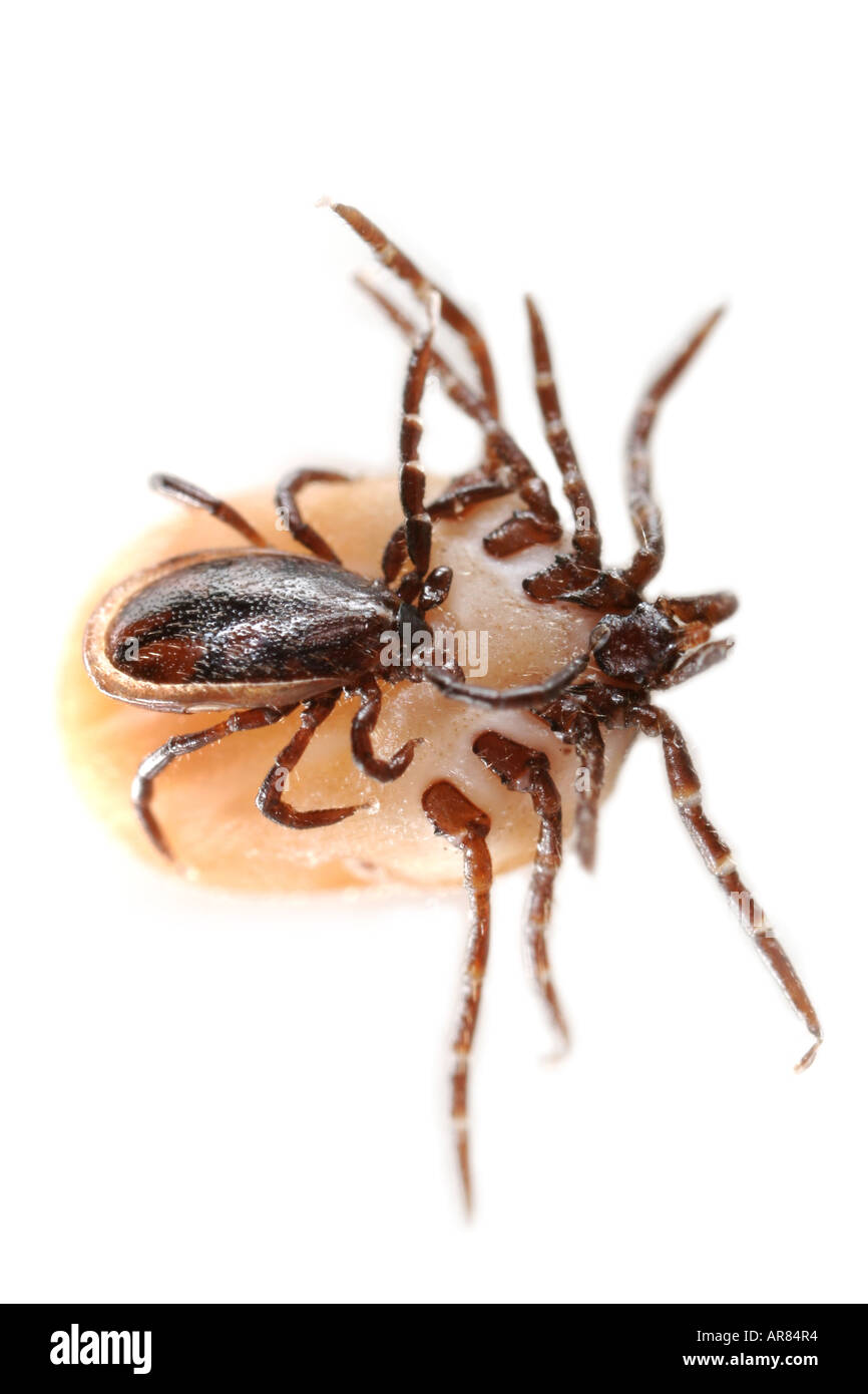 Mating ticks Cut Out Stock Images & Pictures - Alamy