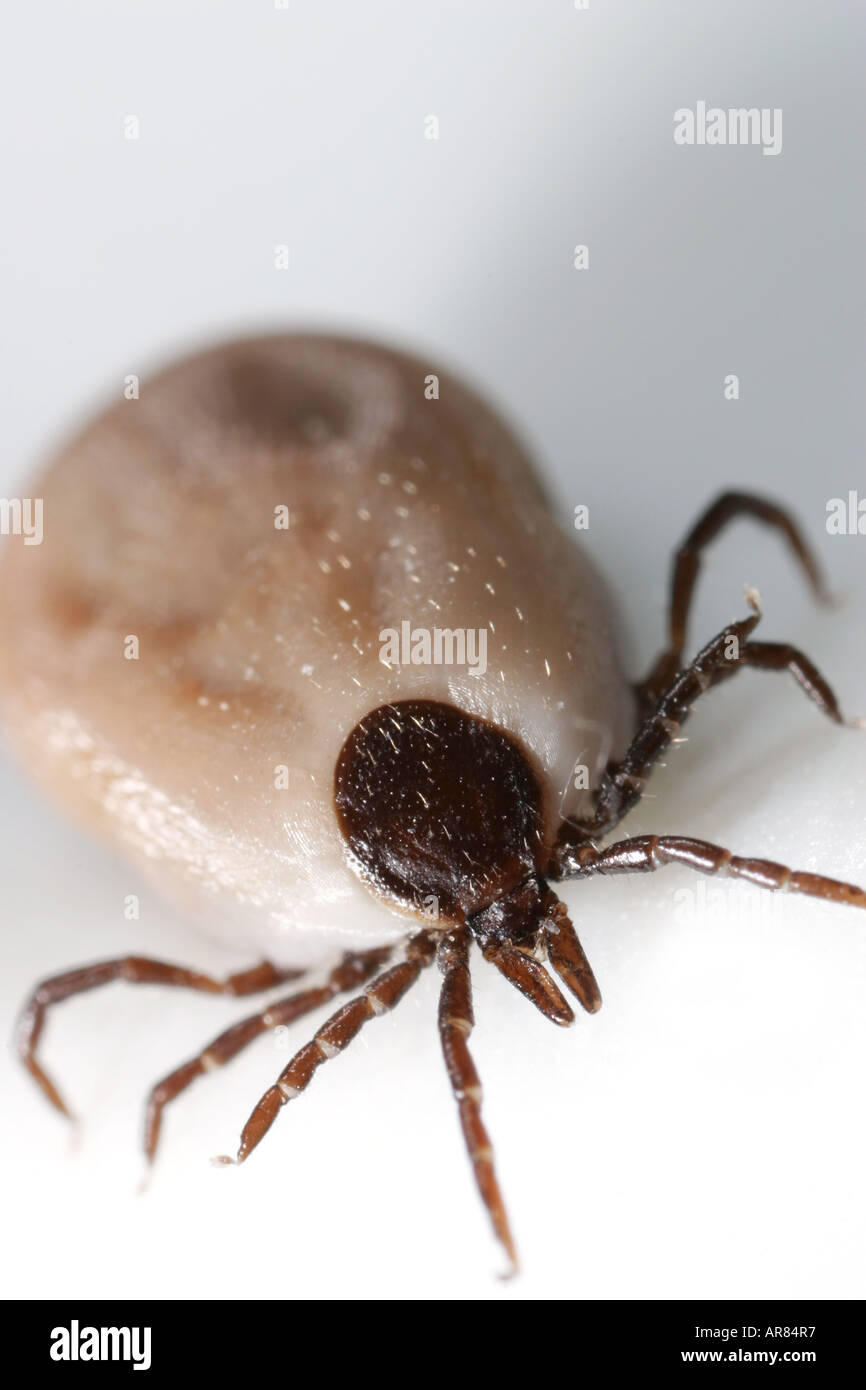 Sheep ticks ixodes ricinus hi-res stock photography and images - Alamy