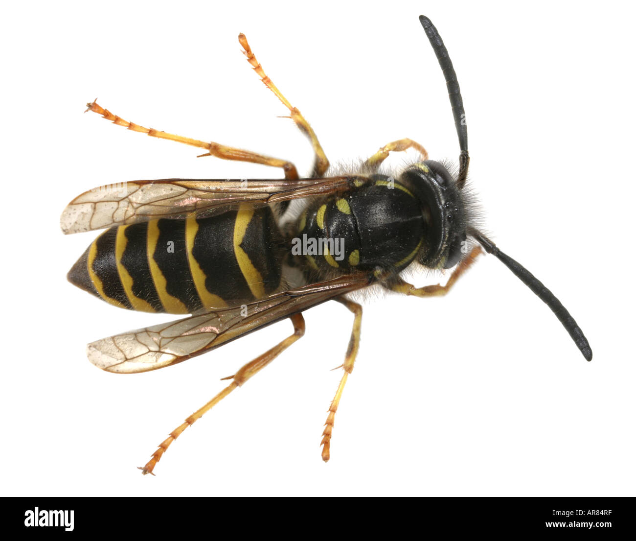 A relatively small Wasp on white background Stock Photo - Alamy
