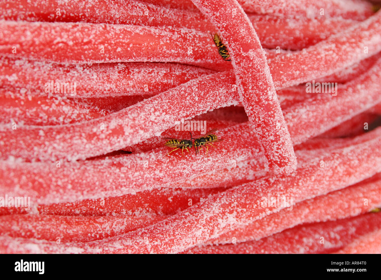 Two wasps eating candy at an outdoor market Stock Photo - Alamy