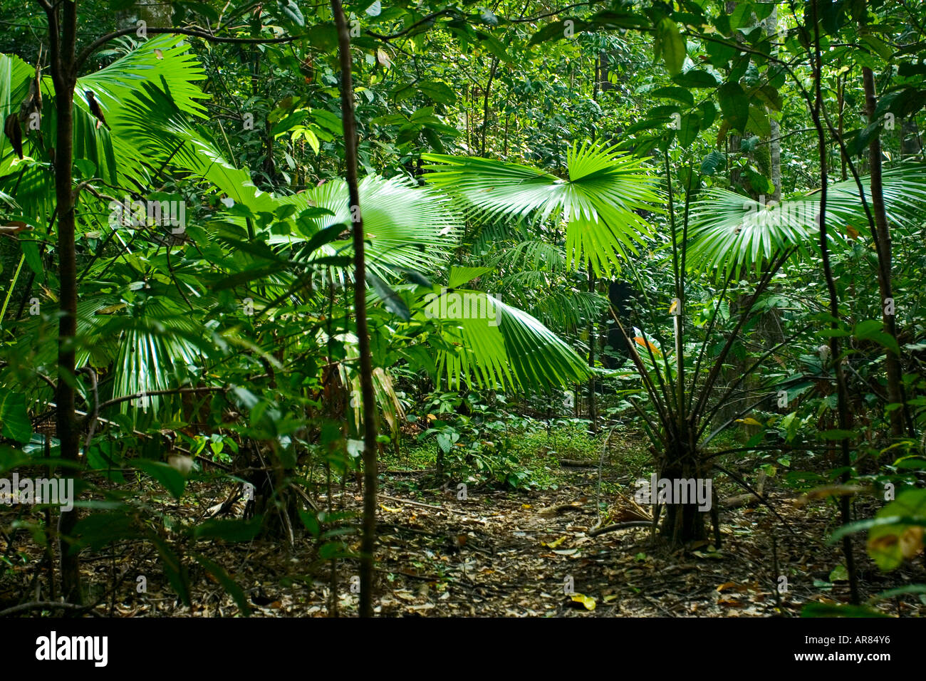 Tangkoko Nature Reserve, Sulawesi (Celebes), Indonesia, Asia Stock ...