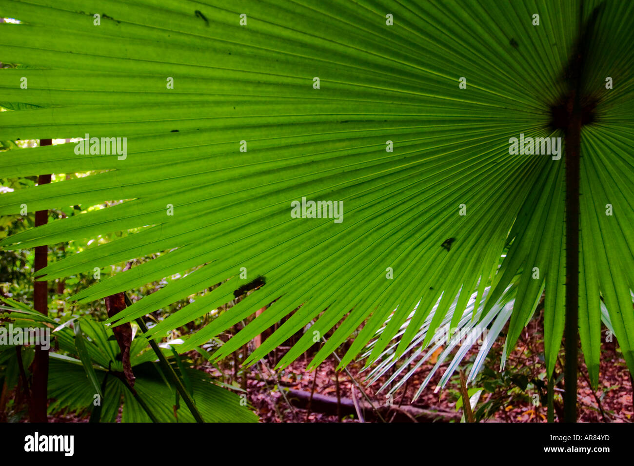 Palm Livistona rotundifolia Footstool palm, Roundleaf fan palm Stock ...