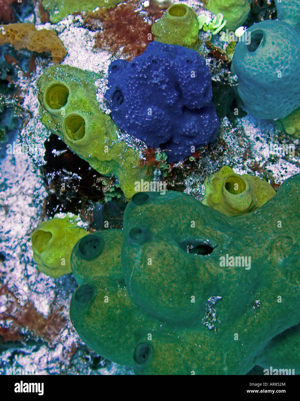 Corals & Sponges Stock Photo - Alamy