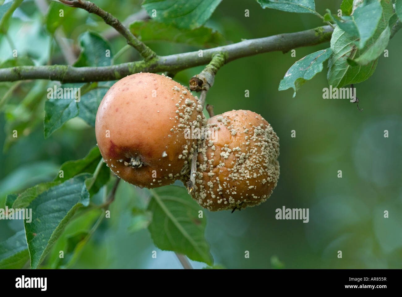 Brown Rot Fungus (Sclerotinia fructigena) on Cox Apple Stock Photo - Alamy