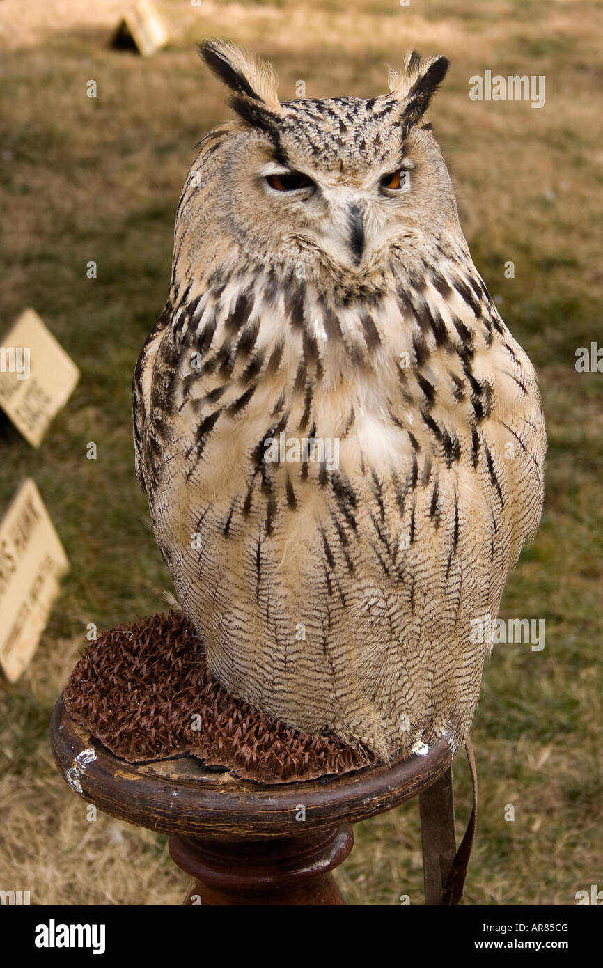 Falconry exhibition hi-res stock photography and images - Alamy
