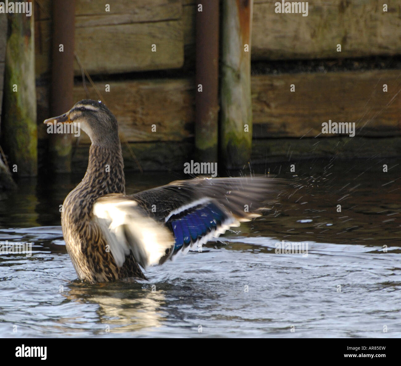 A duck landing on water and flapping its wings to slow itself down ...