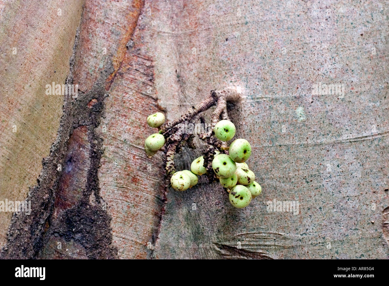 Fig tree (Ficus) in Tangkoko Nature Reserve, Sulawesi (Celebes ...