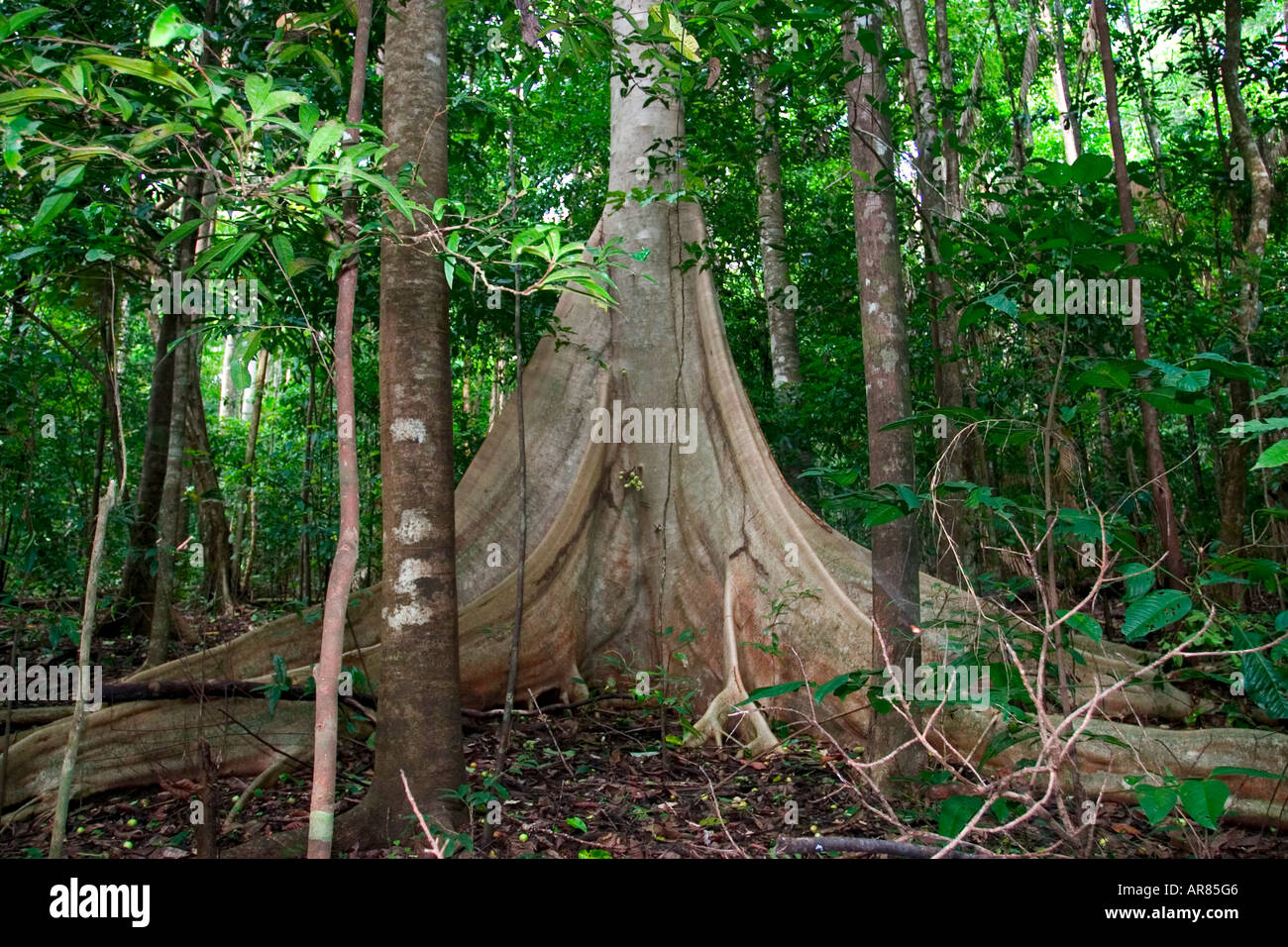 Fig tree (Ficus) in Tangkoko Nature Reserve, Sulawesi (Celebes ...