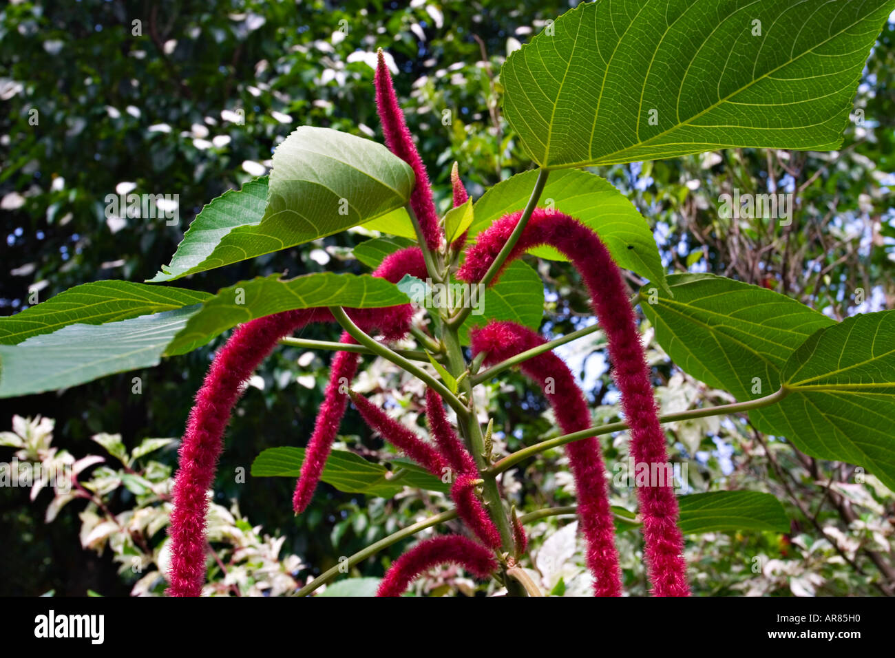 Chenille plant (Acalypha Hispida), Euphorbiaceae Family Stock Photo - Alamy