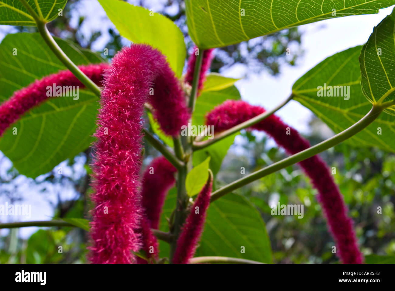 Chenille plant (acalypha hispida), Euphorbiaceae Family horizontal ...