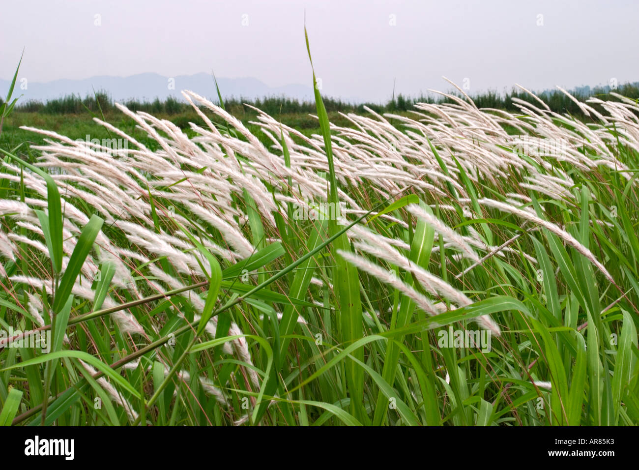 White winds hi-res stock photography and images - Alamy