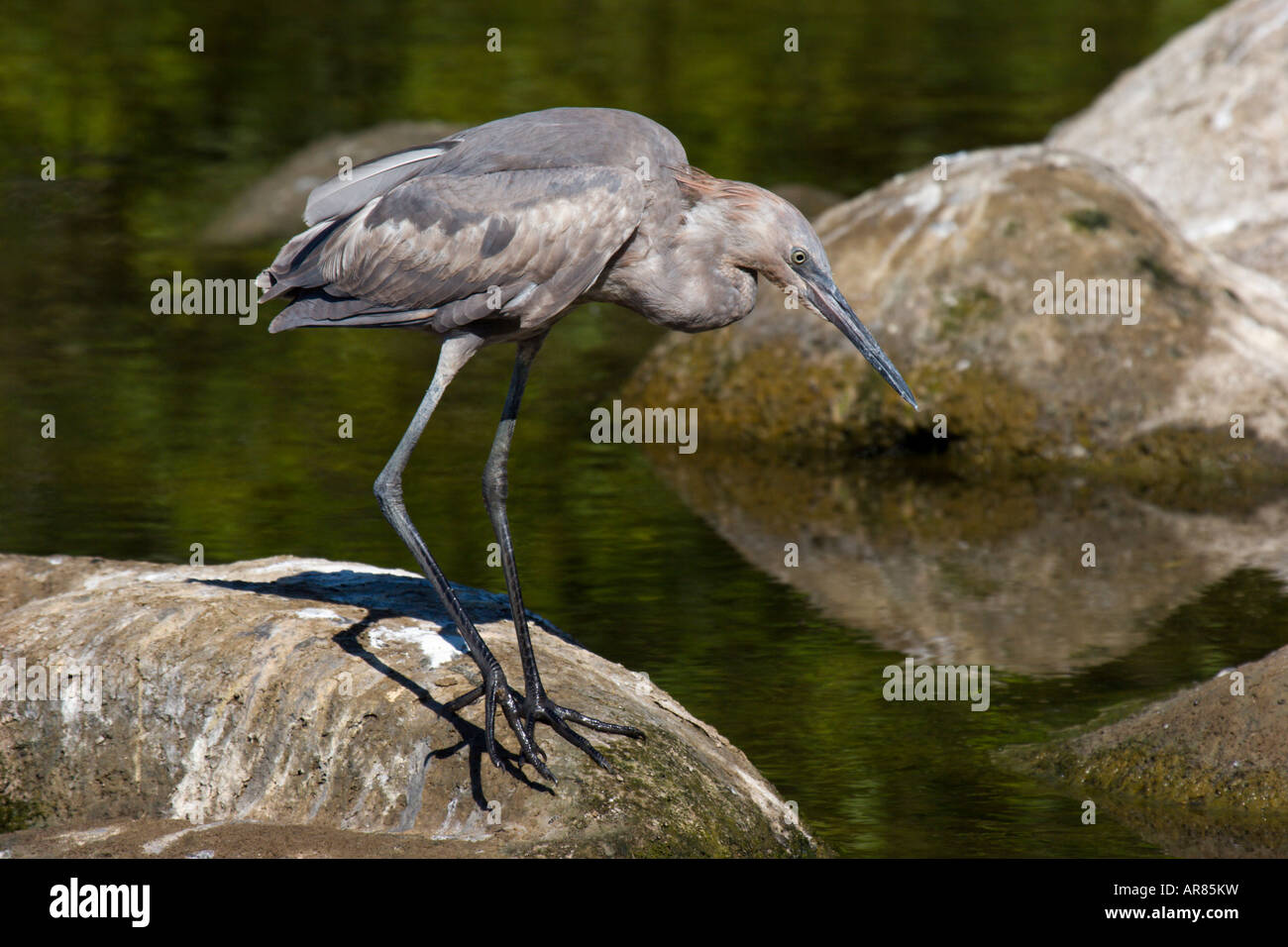 Red egret hi-res stock photography and images - Alamy