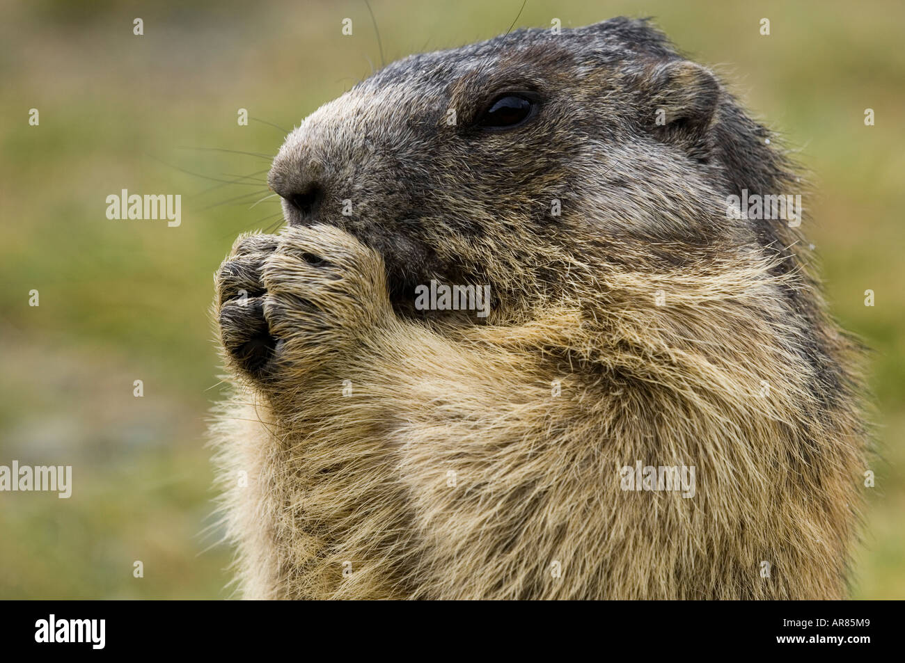 Alpine Marmot, Alpenmurmeltier, marmota marmota, Alps, Europe Stock ...