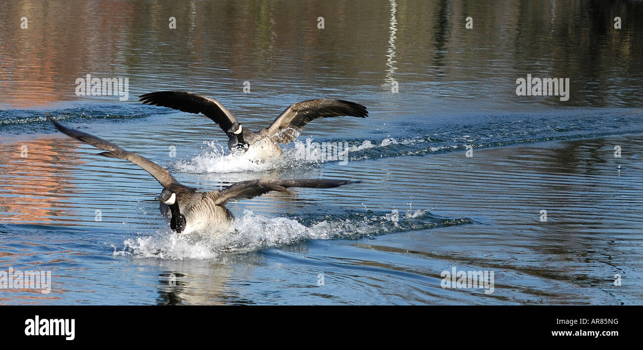 A pair of geese coming in to land on a lake Stock Photo - Alamy