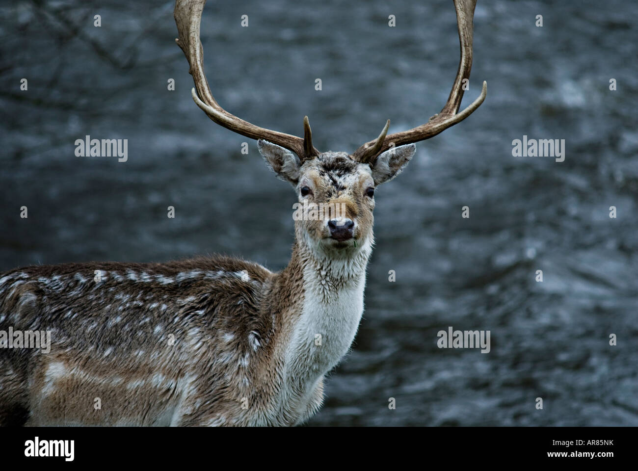 fallow deer buck close to river Stock Photo - Alamy