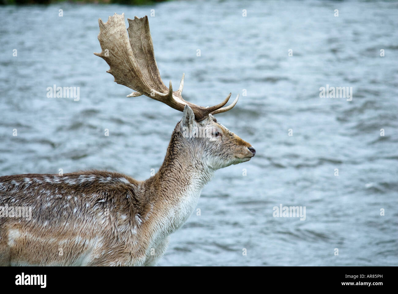 fallow deer buck close to river Stock Photo - Alamy