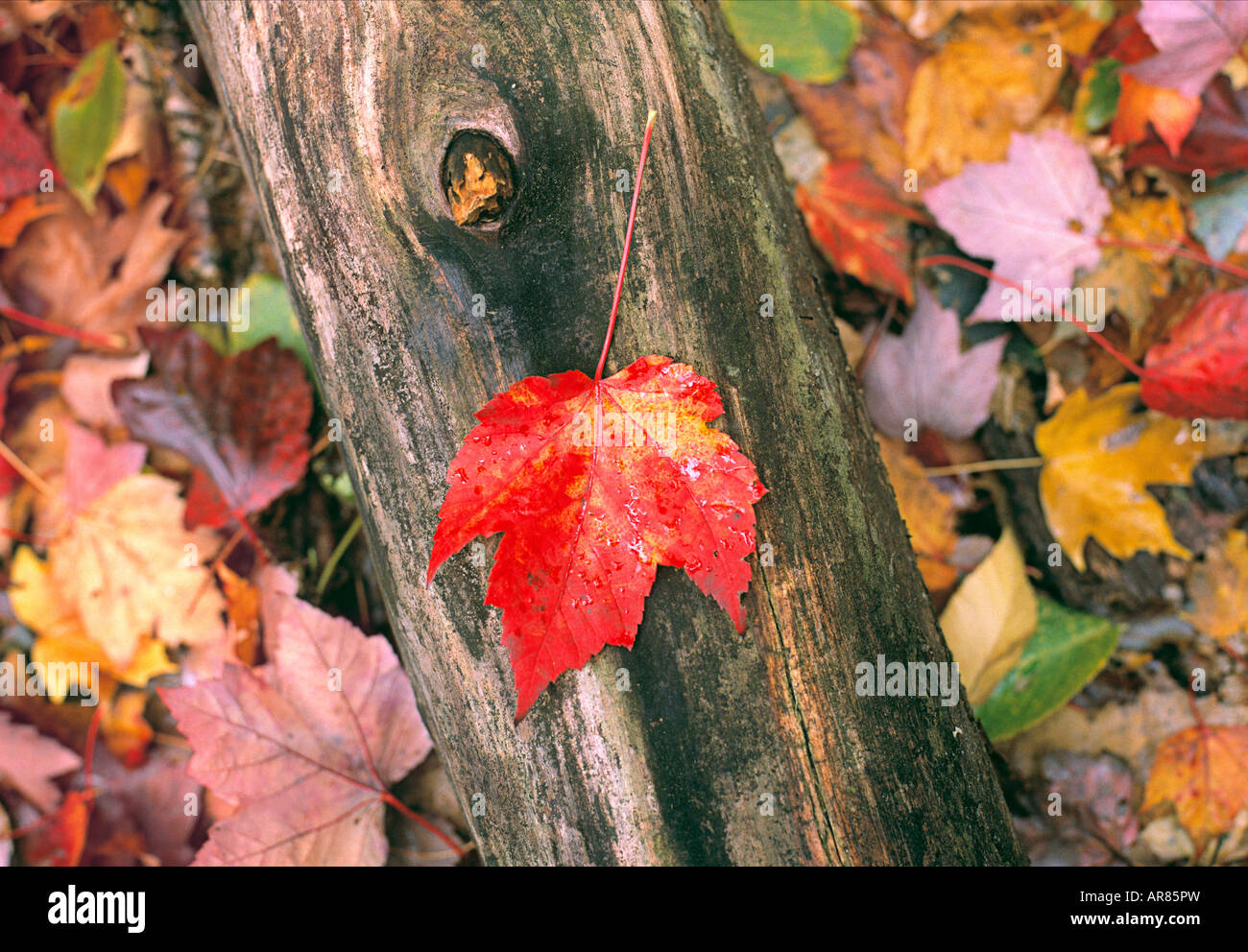 Colorful Leaves on the Forest Floor Stock Photo - Alamy