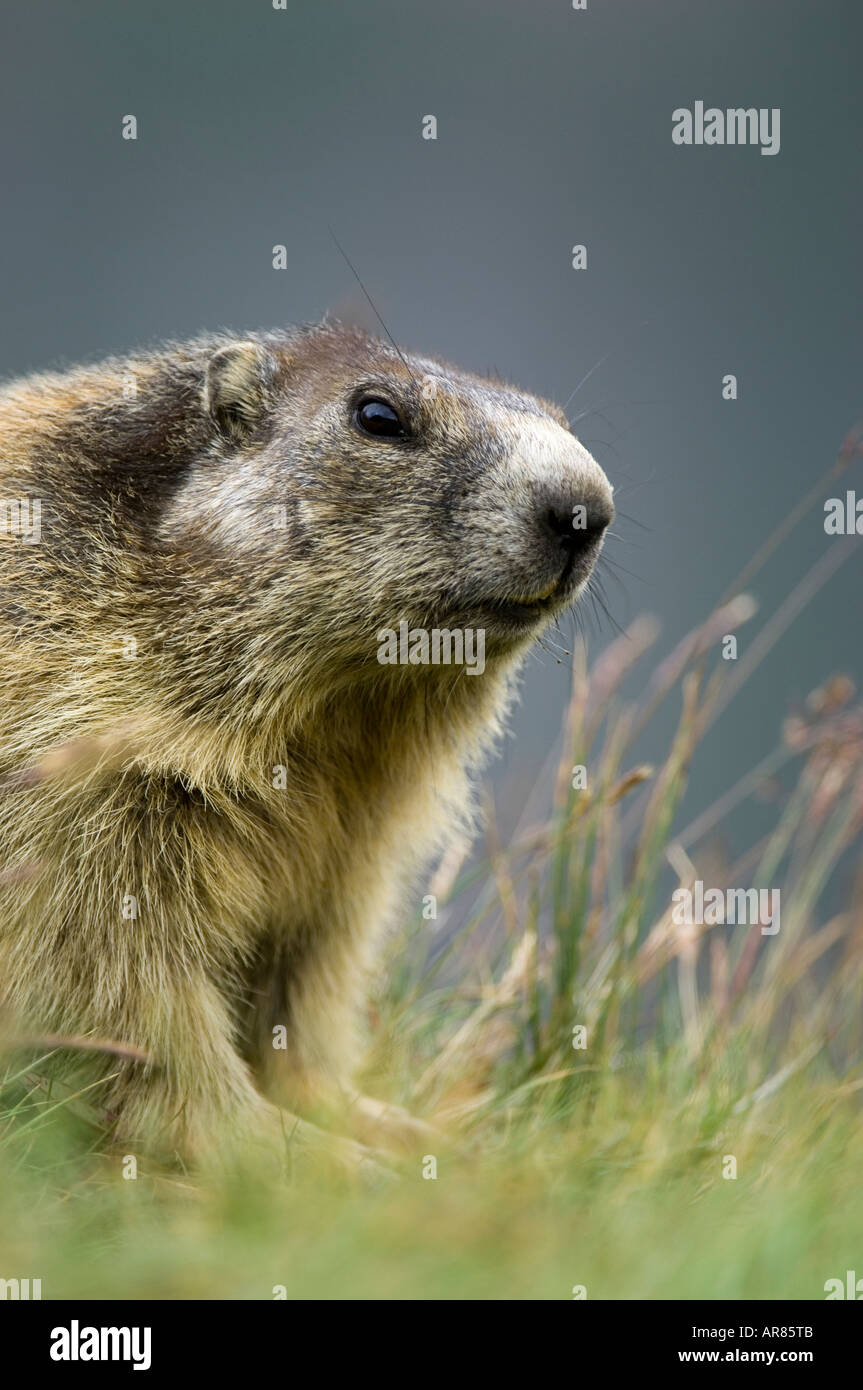 Alpine Marmot, Alpenmurmeltier, marmota marmota, Alps, Europe Stock ...