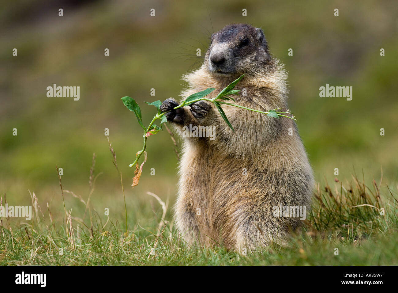 Alpine Marmot, Alpenmurmeltier, marmota marmota, Alps, Europe Stock ...