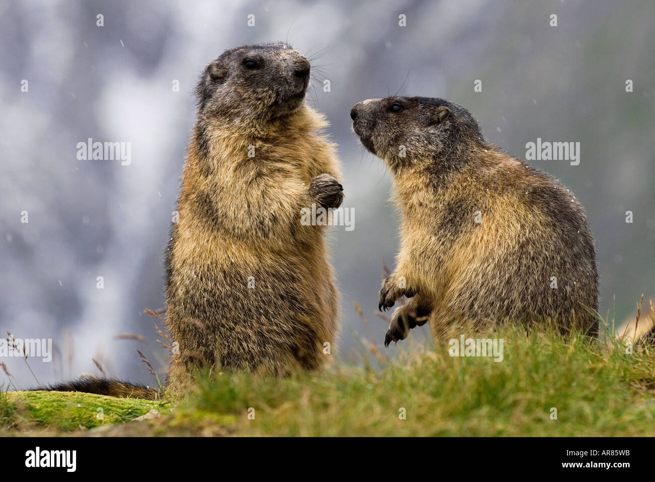 Alpine Marmot, Alpenmurmeltier, marmota marmota, Alps, Europe Stock ...