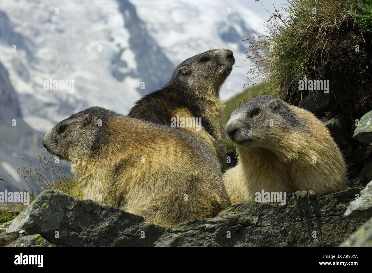 Marmots of the alps hi-res stock photography and images - Alamy