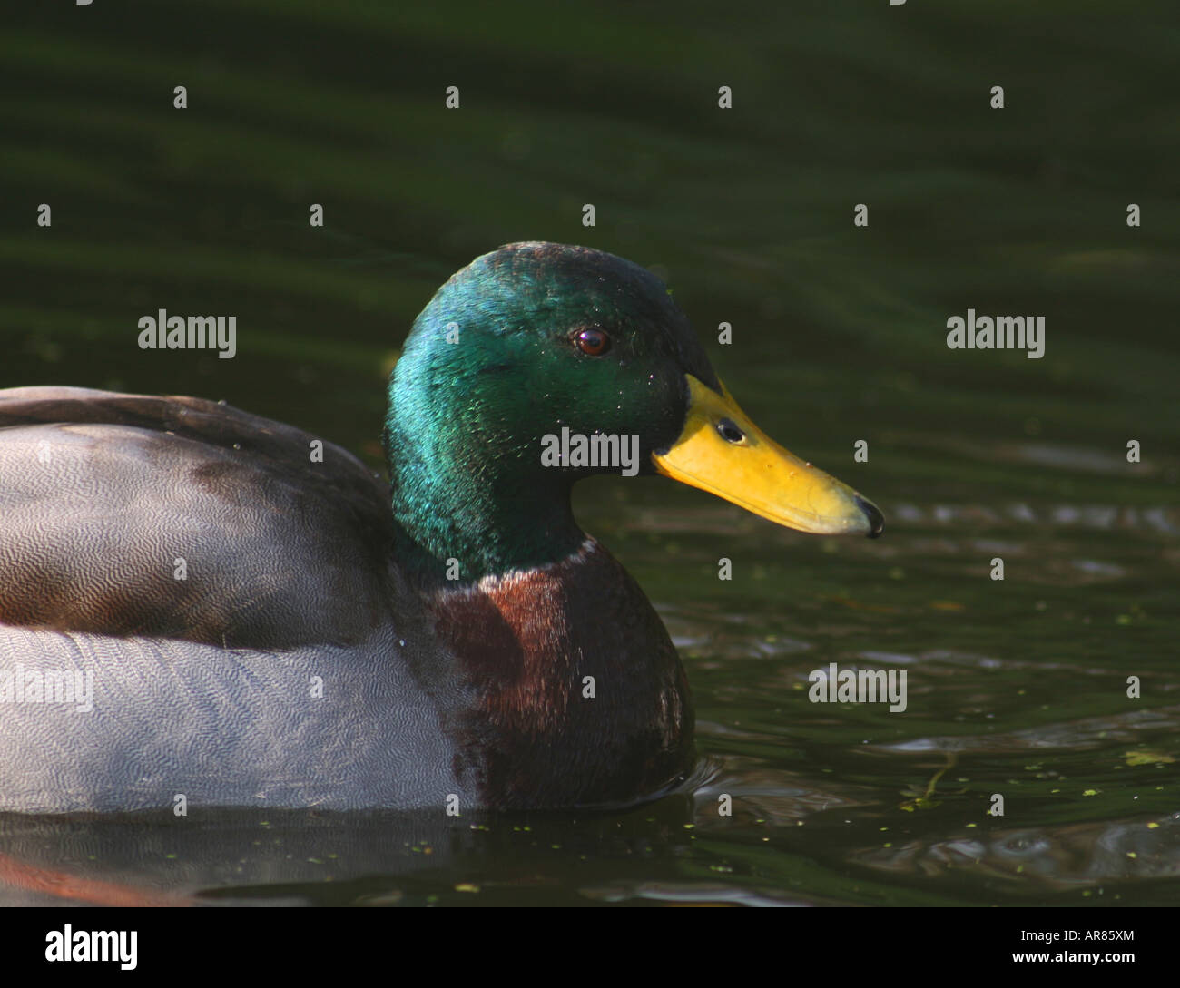 A male mallard duck on the pond Stock Photo - Alamy