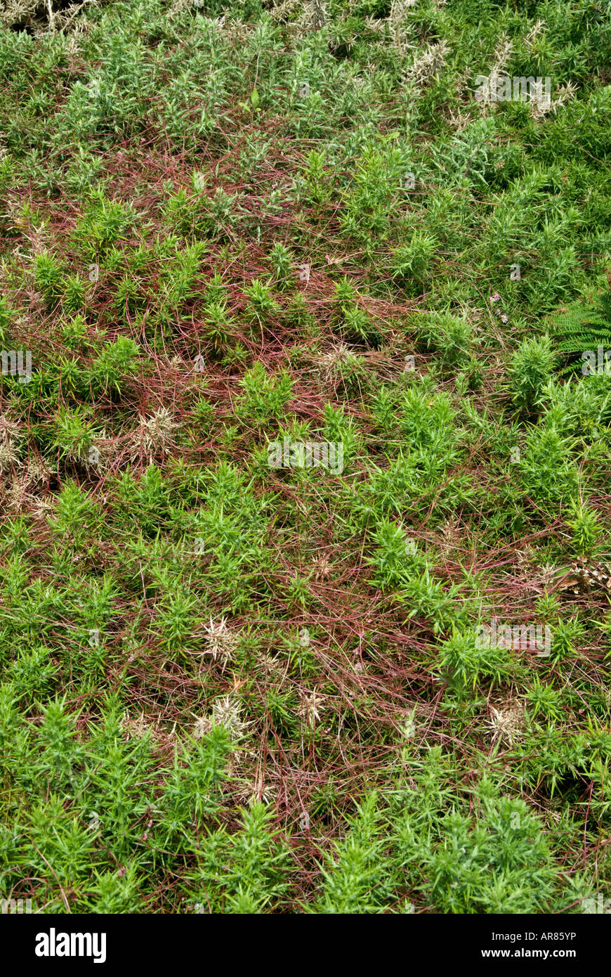 Common Dodder (Cuscuta epithymum) growing on Gorse. Devon England Stock ...