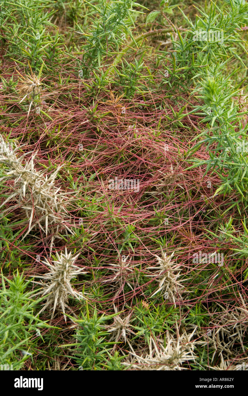 Common Dodder (Cuscuta epithymum) growing on Gorse. Devon England Stock ...