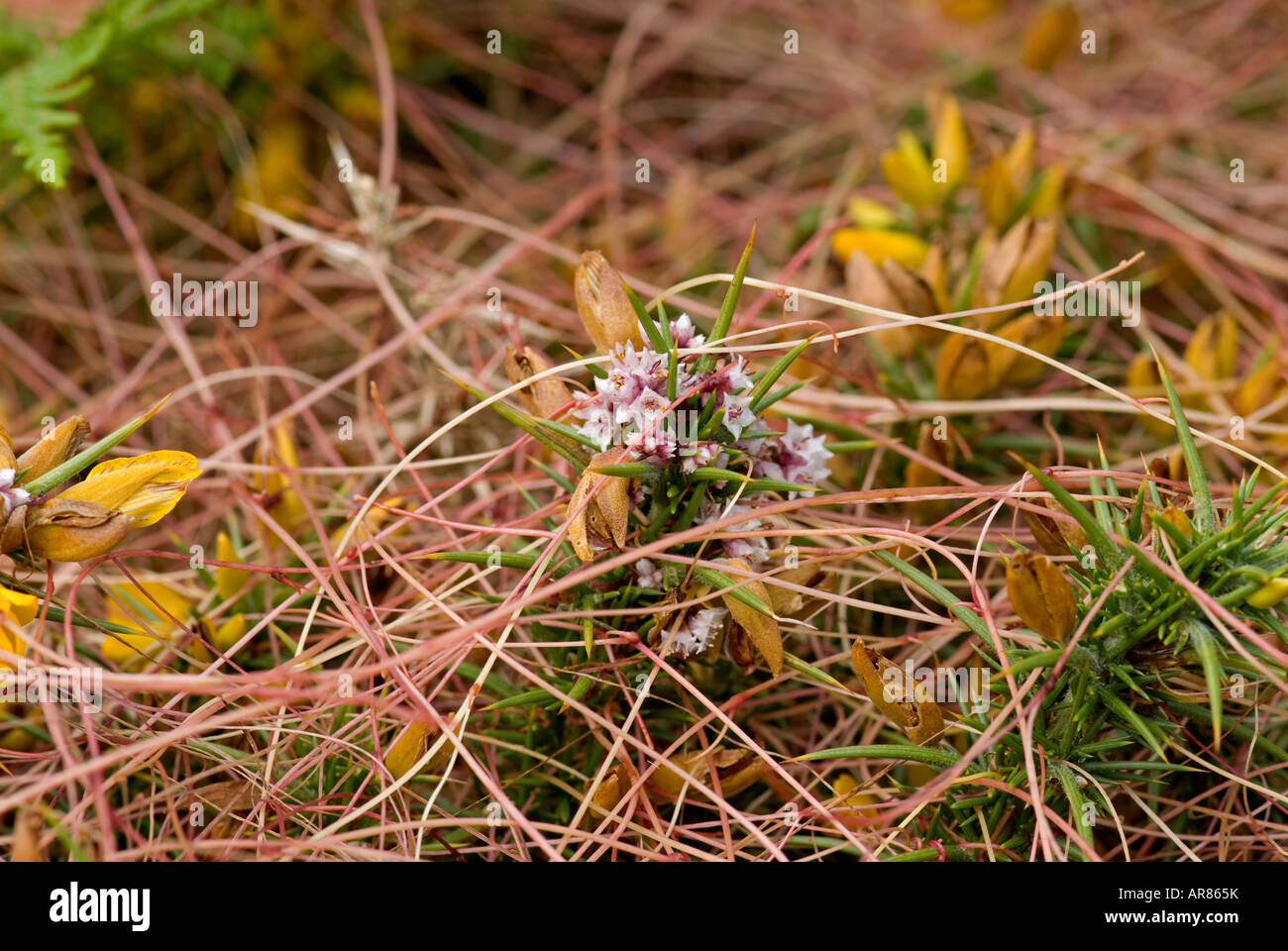 Cuscuta epithymum hi-res stock photography and images - Alamy