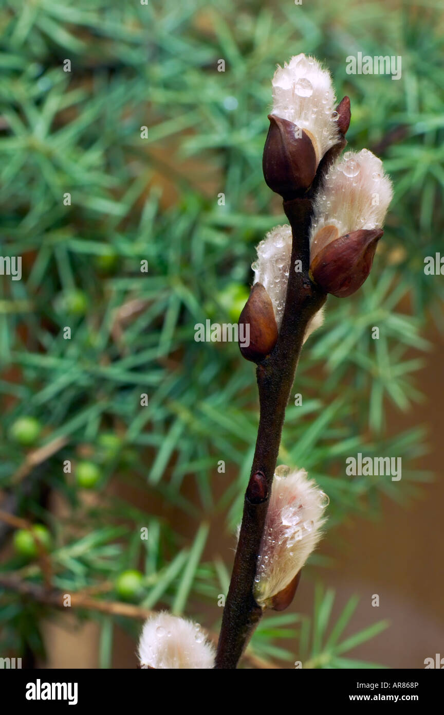 Spring willow wet twig with buds on juniper bush background Stock Photo ...