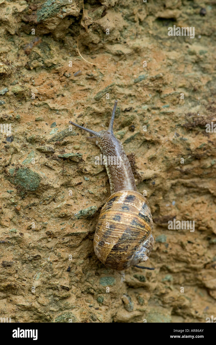 Common or Garden Snail (Helix aspersa Stock Photo - Alamy