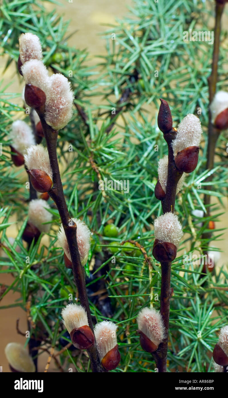 Spring willow wet twig with buds on juniper bush background Stock Photo ...
