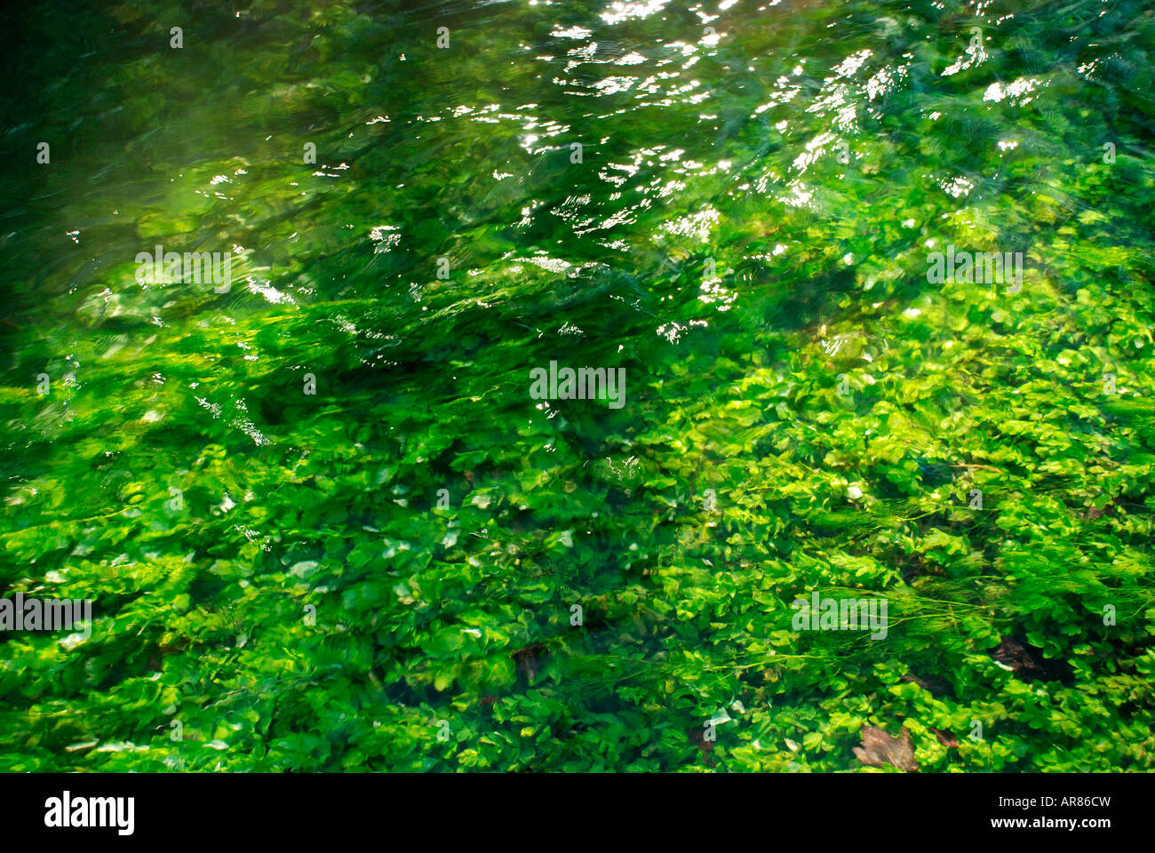 clear stream showing green weed Stock Photo - Alamy
