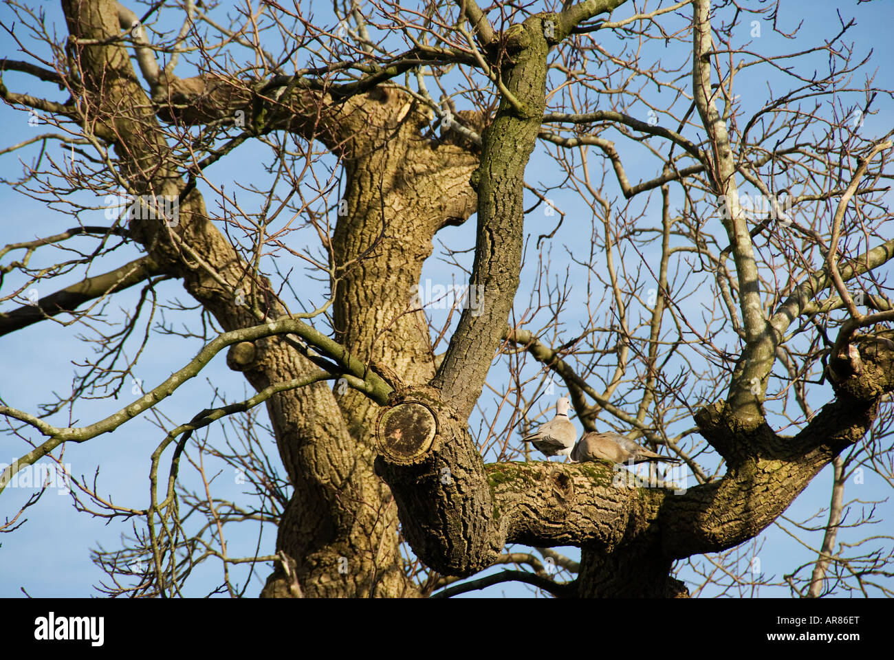 two doves in a tree Stock Photo - Alamy