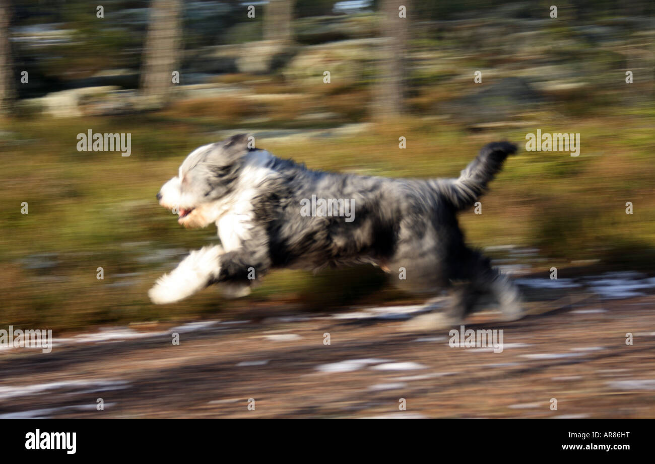 Bearded border collie hi-res stock photography and images - Alamy
