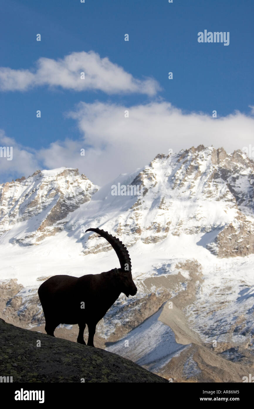 Alpensteinbock Alpine Ibex, Europe, Alps, buck, bock Stock Photo - Alamy