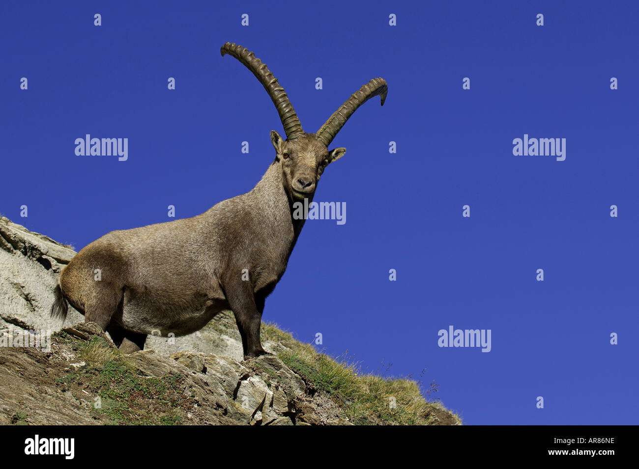 Capricorn ibex hi-res stock photography and images - Alamy
