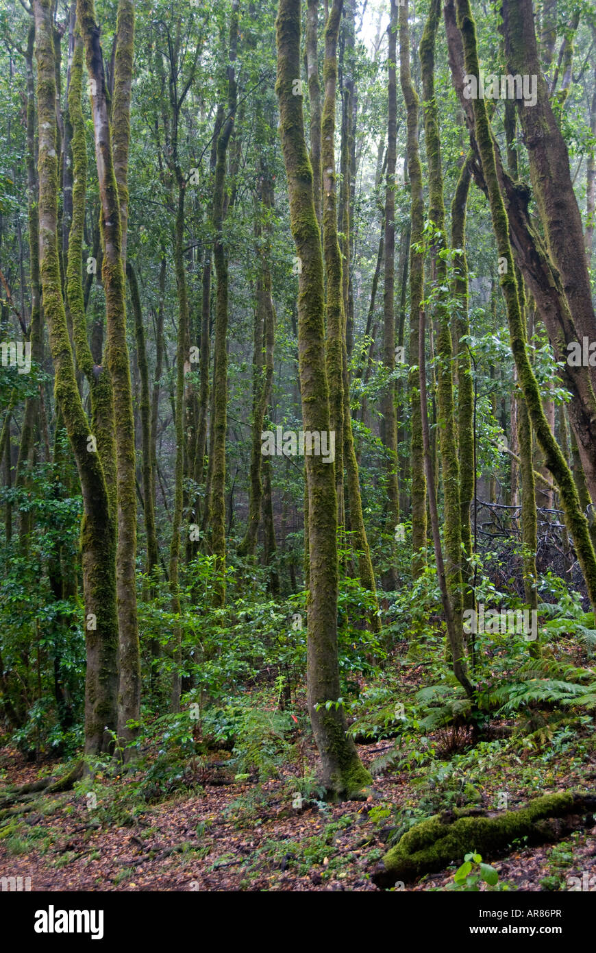 Laurel Leaf Woodland Temperate Rain Forest La Gomera Canary Islands ...