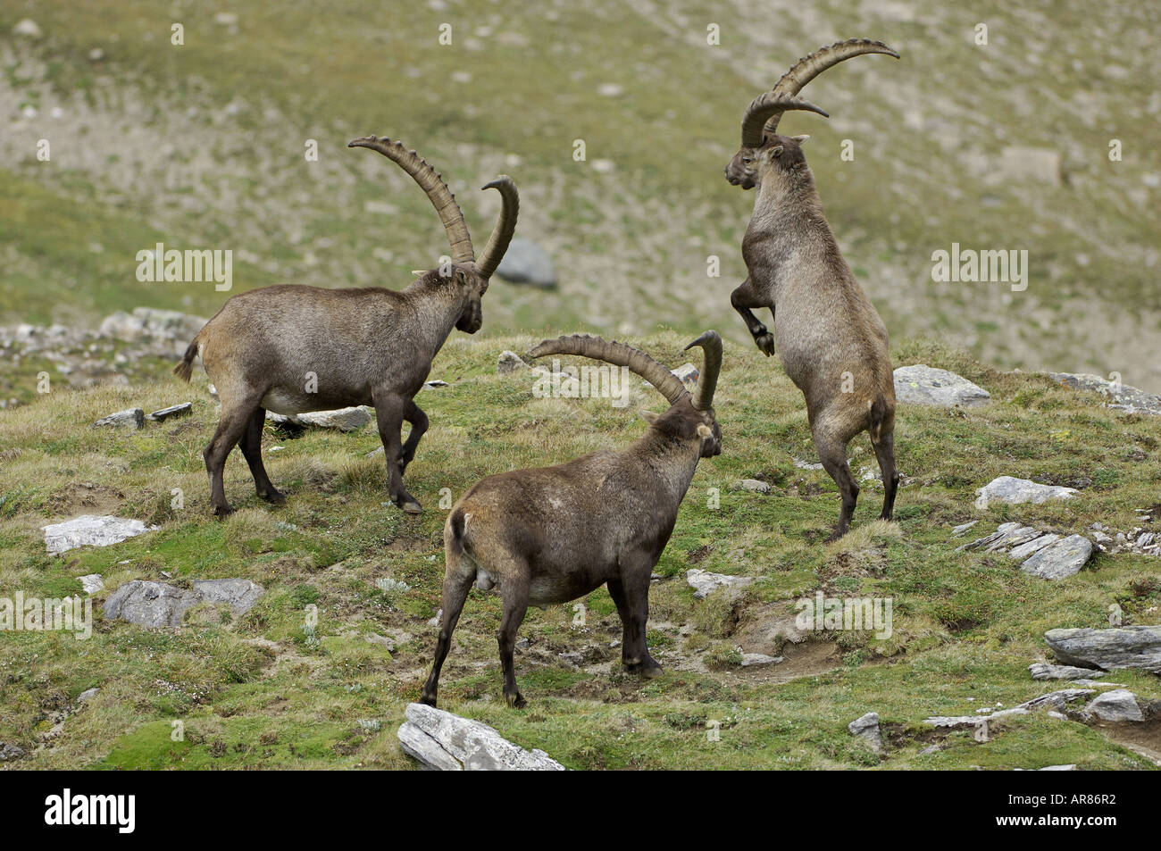 Fighting bock buck bucks hi-res stock photography and images - Alamy