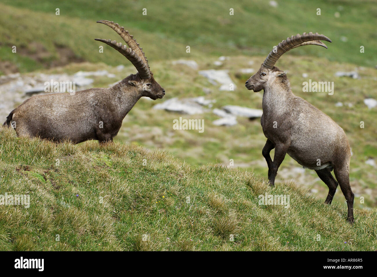 Fighting bock buck bucks hi-res stock photography and images - Alamy
