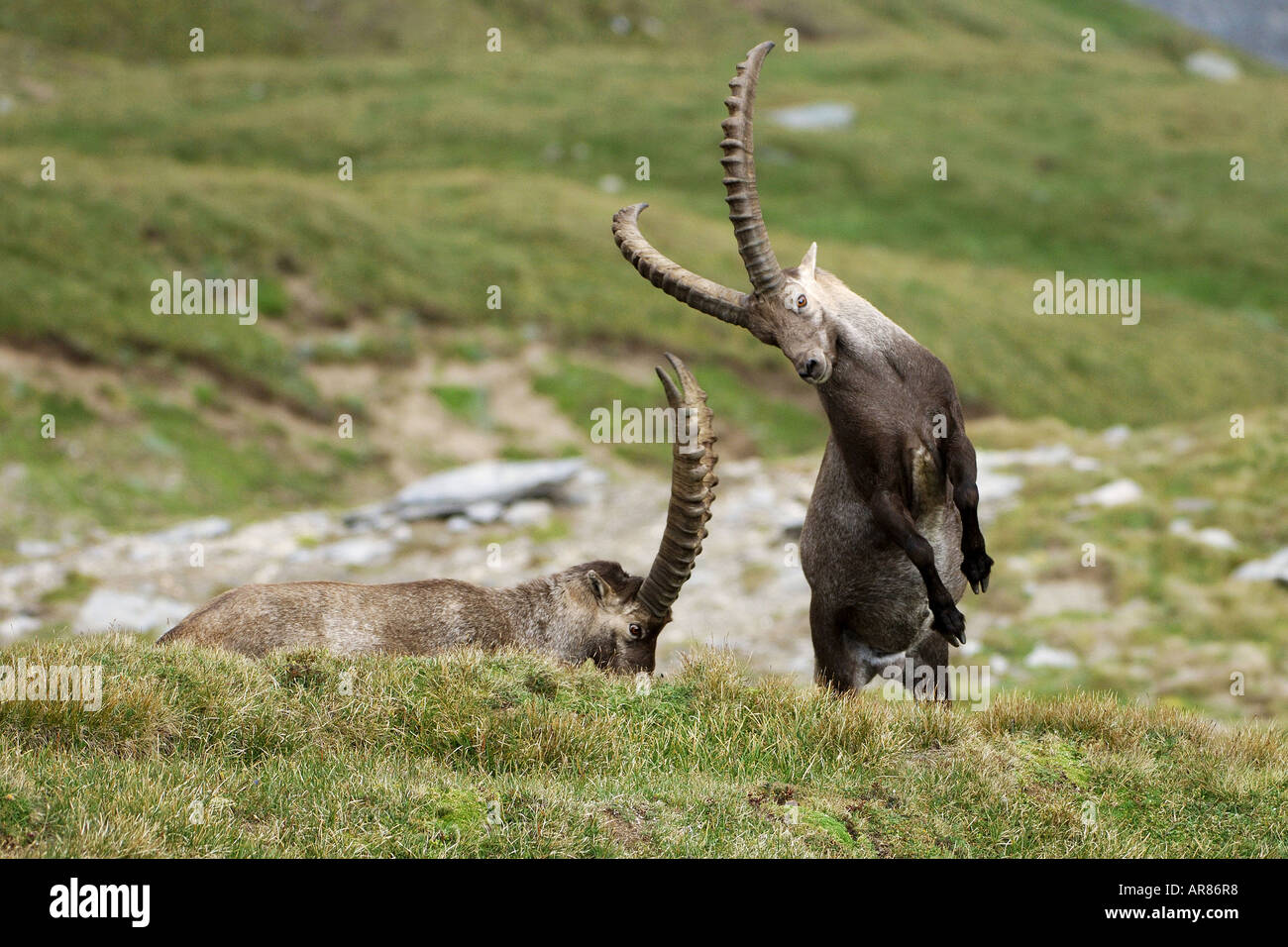 Fighting bock buck bucks hi-res stock photography and images - Alamy
