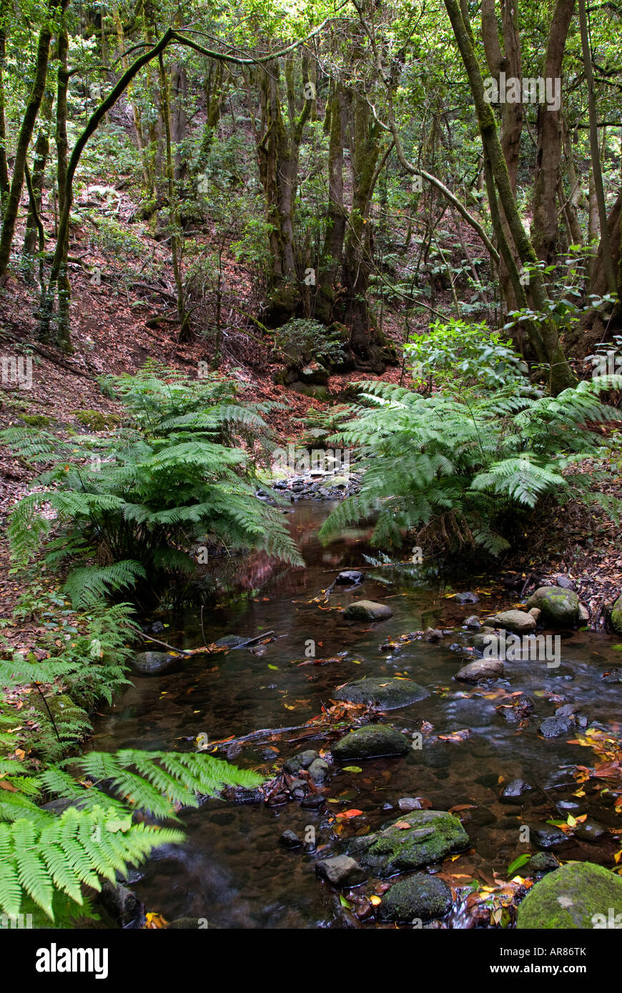 Stream in Laurel Leaf Woodland Temperate Rain Forest La Gomera Canary ...