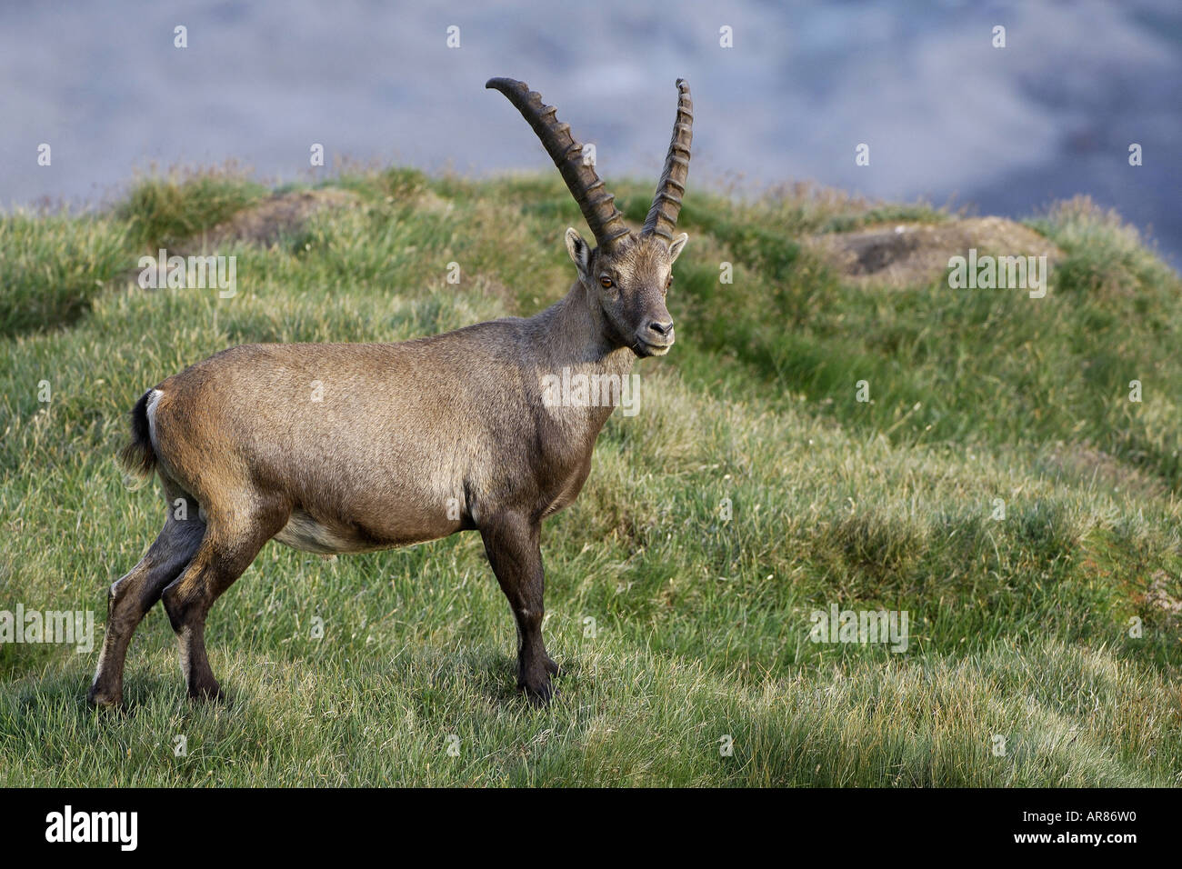Alpensteinbock Alpine Ibex, Europe, Alps Stock Photo - Alamy
