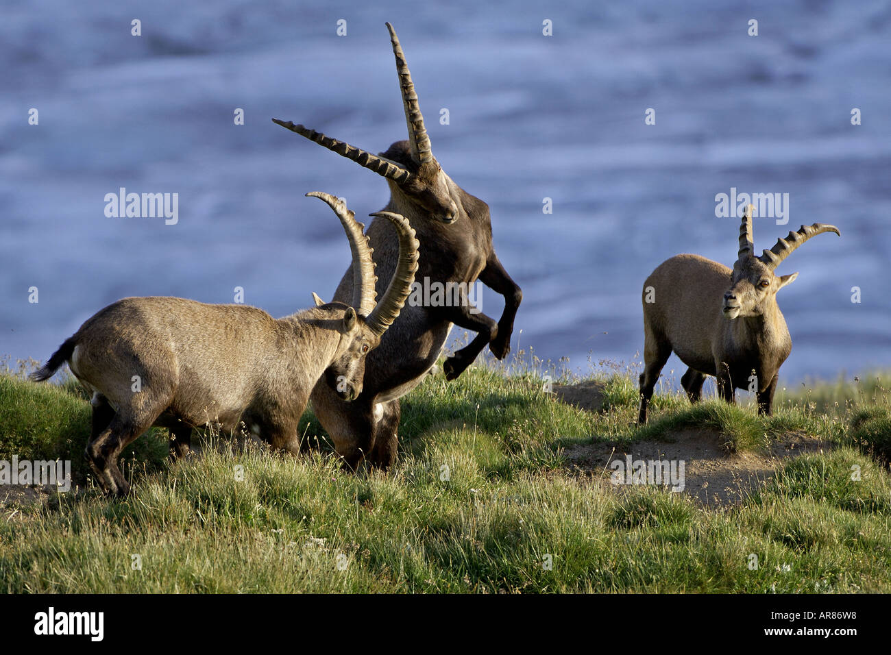 Alpensteinbock Alpine Ibex, Europe, Alps, fighting bucks Stock Photo ...
