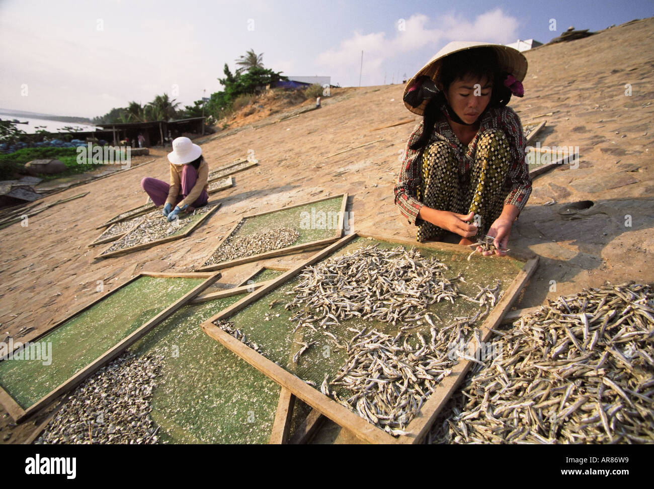 Sorting living fish hi-res stock photography and images - Alamy
