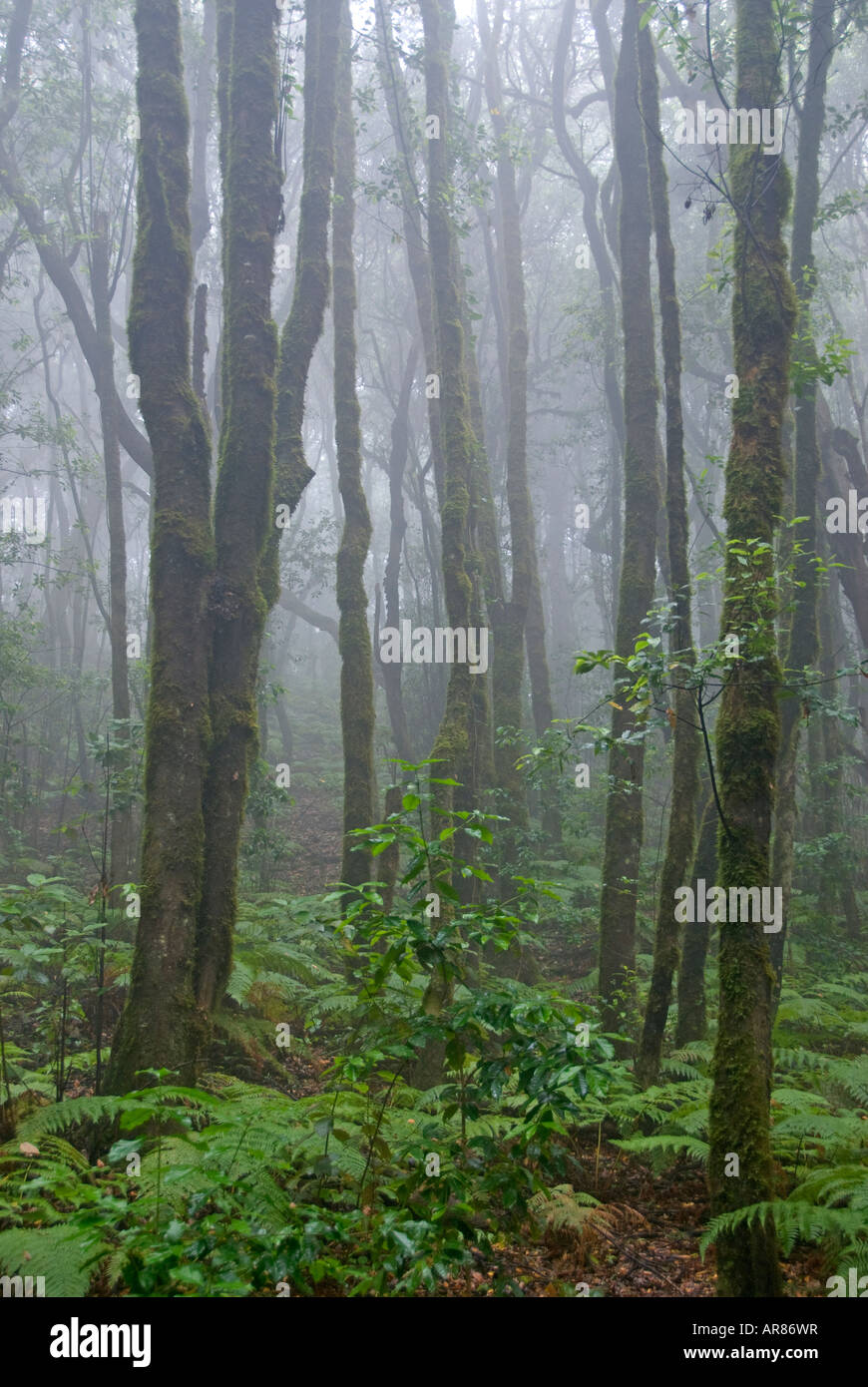 Laurel Leaf Woodland Temperate Rain Forest La Gomera Canary Islands ...